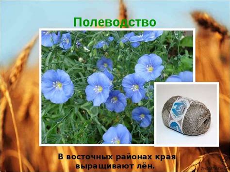 Растениеводство в Алтайском крае Урок окружающего мира 4 класс Учебник А А Плешакова Учитель