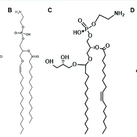 A Phosphatidylethanolamine B Plasmenylethanolamine C