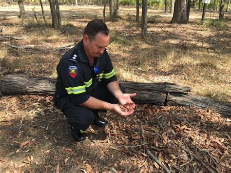 Are My Trees A Fire Hazard Jim S Trees