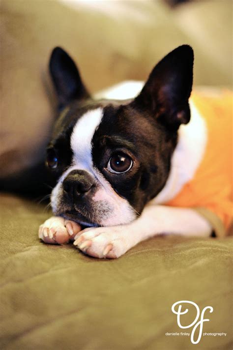 Flickriver Danielle Finley Photographys Most Interesting Photos