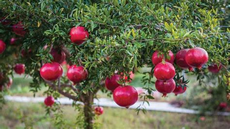 Pomegranate Good Effects Of Pomegranate Tree In House Dgtl Anandabazar