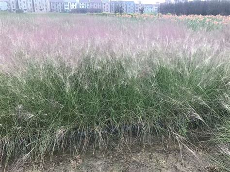黛粉乱子草的花语 种植方法 长景园林网