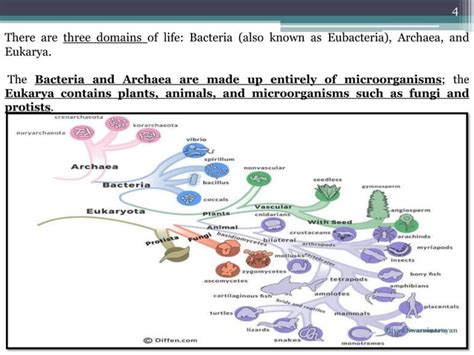 Classification Three Domain System Pdf