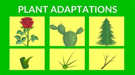Plant Adaptations Class 4 Youtube