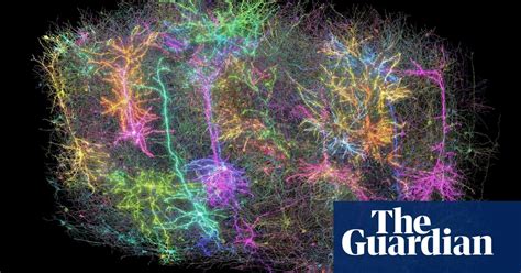 Revolutionary Neuron Mapping Unveils Secrets Of The Mammalian Brain