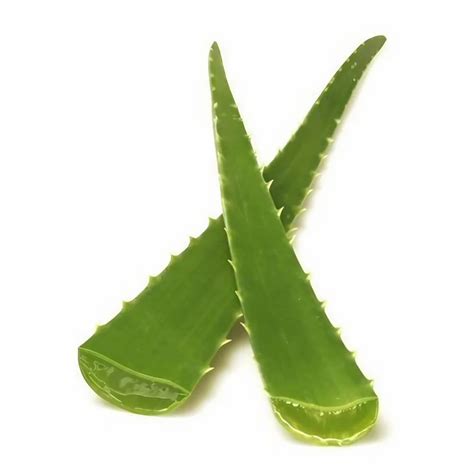 Aloe Vera Leaf At Best Price In India
