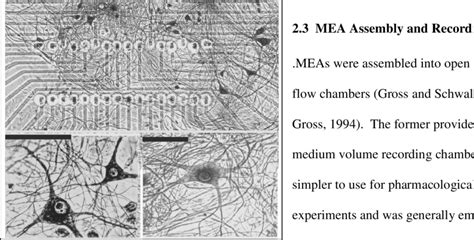 Top Panel Neuronal Network On Microelectrode Array 96 Days After Download Scientific Diagram