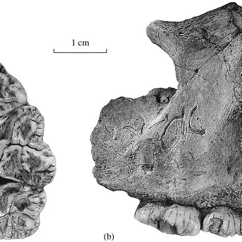 Parailurus Baikalicus Sp Nov Holotype Bf Gin No 962 58 A Download Scientific Diagram