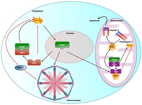 Role Played By Thioredoxin Interactive Protein Txnip And Sirtuin In