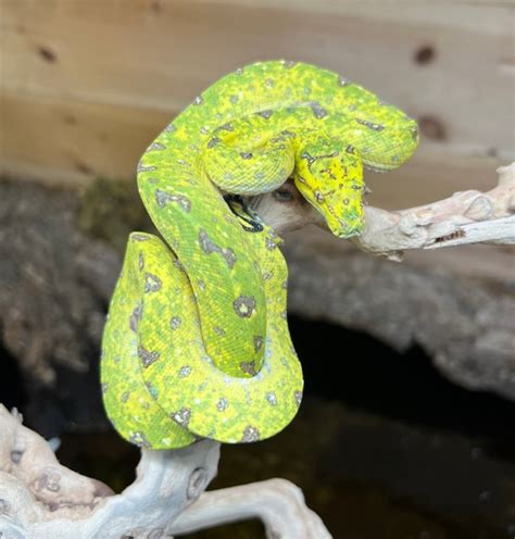 Biak Green Tree Pythons By Satoo