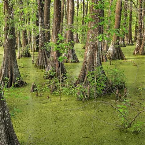 Bald Cypress Tree Observation Ecologist Babe