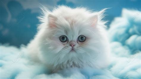 흰색과 푹신한 페르시아 고양이가 있는 매혹적인 구름 배경 이가 배경 매혹 배경 흰색 구름 배경 이미지 Hd 이가 매혹 흰색 구름 배경 사진 무료 다운로드