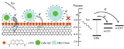 Schematic Illustration To The Structures Of The Cdse Cnt Nanohybrids Download Scientific