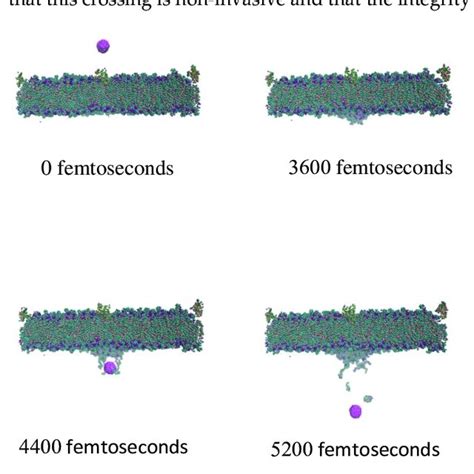 A Single Particle Crossing The Membrane In A Molecular Dynamic