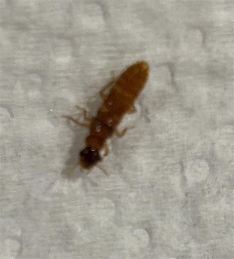 Please Identify R Whatsthisbug