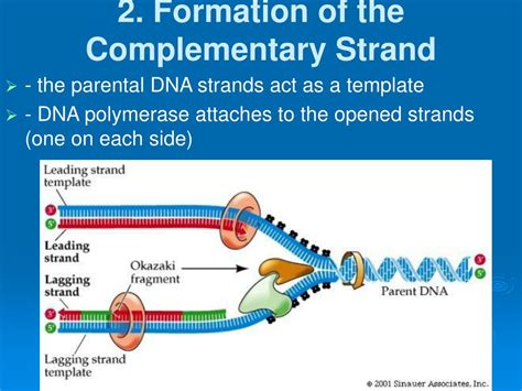 Ppt Dna Powerpoint Presentation Free Download Id 6401025