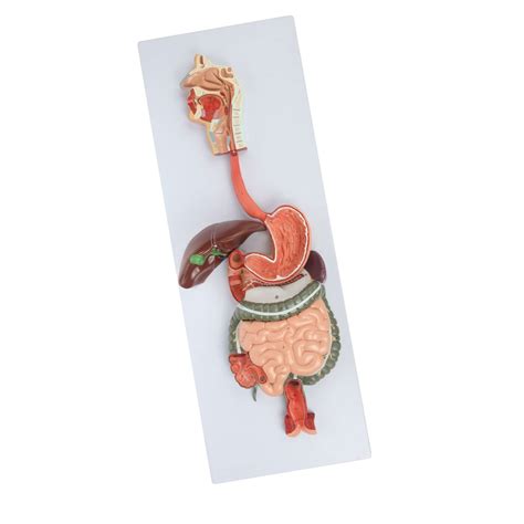 Human Digestive System Model Liver Stomach Anatomy Large Intestine
