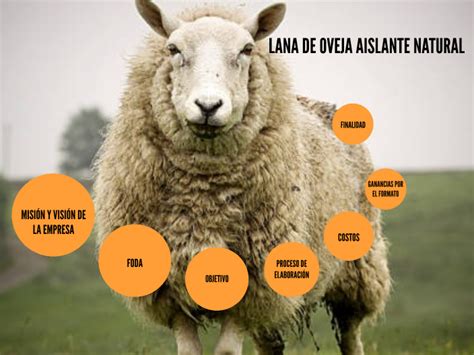 Lana De Oveja Aislante By Patricio Hernan Gallardo Huanquil On Prezi