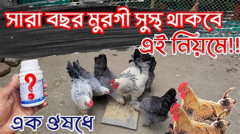 সারা বছর মুরগী সুস্থ রাখার উপায় মুরগি পালন পদ্ধতি Chicken পালন Youtube