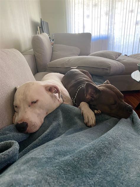 Momma Didnt Feel Good And Remy And Penny Stayed By Me The Whole Day R Pitbulls