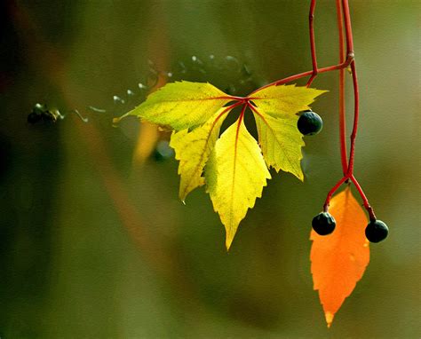 Фотографія Одна з миттєвостей Тіна Качалова Photographers Ua