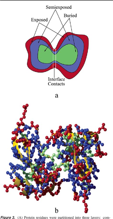 Figure 1 From Role Of Water Mediated Interactions In Protein Protein Recognition Landscapes