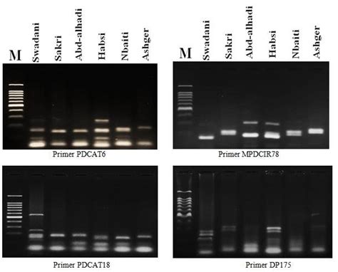 Agarose Gel Electrophoresis Of Ssr Pcr Experiments Showing Download Scientific Diagram