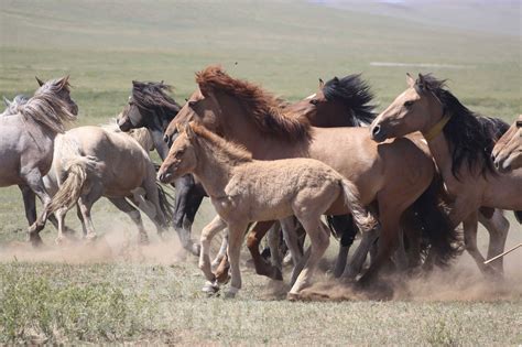 АЖНАЙ ХҮЛЭГ морь сонирхогчдын бүлэг 📣📣📣 Мельник хорголжин тэжээл маань шинээр буулаа 🐄 🐑 🐐 🐎