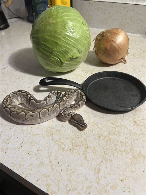 54 Best R Niceballpythons Images On Pholder Who Can Guess The Morph