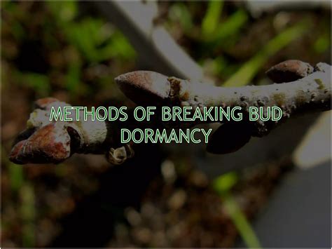 Methods Of Breaking Dormancy Pptx