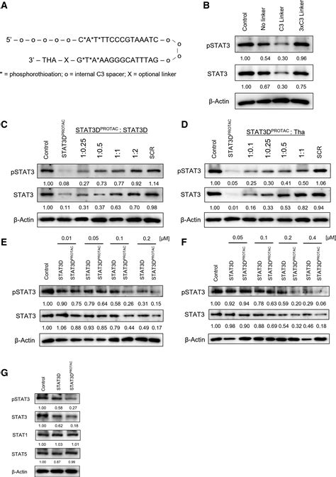 Oligo Protac Strategy For Cell Selective And Targeted Degradation Of Activated Stat3 Molecular