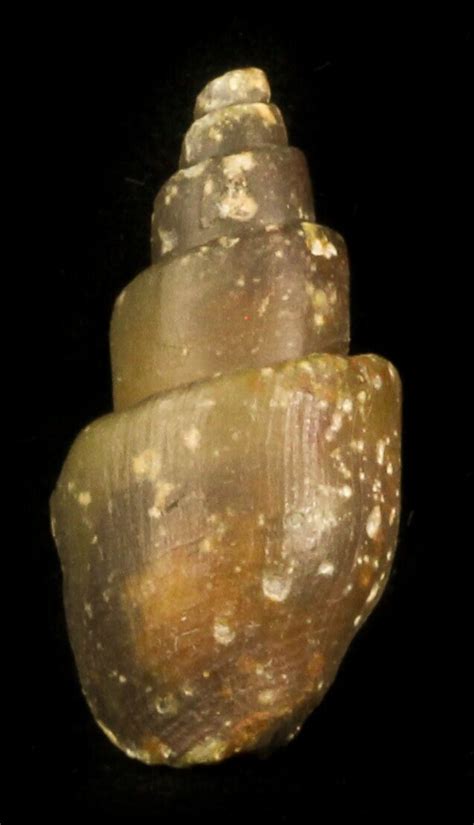 Agatized Fossil Gastropod From Morocco 1 1 30283 For Sale