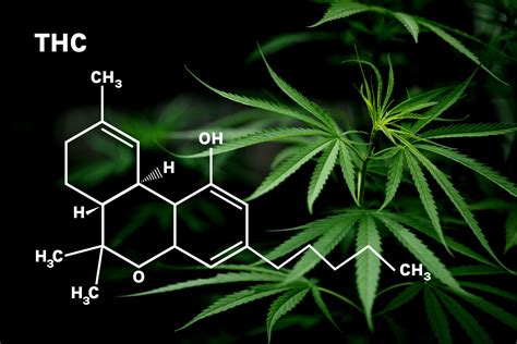 What Is Considered High Thc Cannabis Leafy Doc