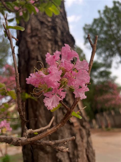 Namra Awan Rate My Photography🌸😋 Instagram