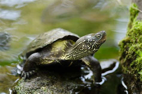 Turtle Embryos Can Choose Their Own Sex Shows New Research But Why