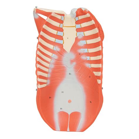 Complete Dual Sex Muscular Figure B55 1019231 Muscle Anatomy Model Anatomystuff