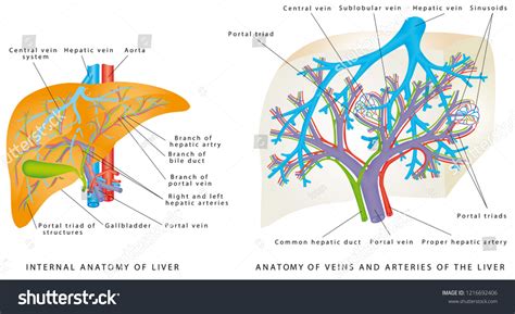 Liver Circulatory System Anatomy Veins Arteries Stock Vector Royalty