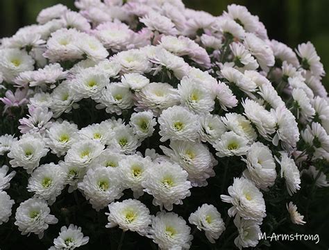 White Mums Serendipity Seeking Intelligent Life On Earth