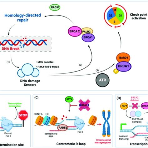 Atr Protects The Genome Against Dna Damage Upon R Loop Formation And Atr Protects The Genome Against Dna Damage Upon R Loop Formation And