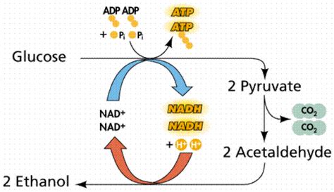Pyruvate Oxidation Metabollic Process