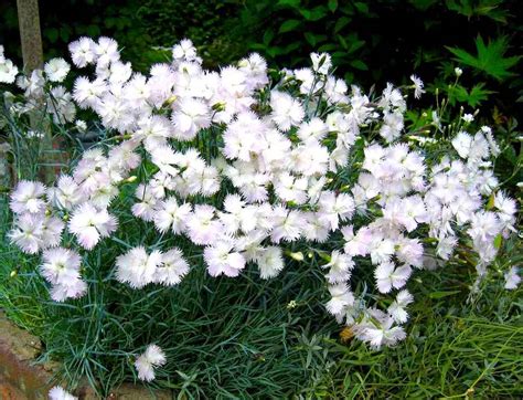 МНОГОЛЕТНИЕ ЦВЕТЫ Гвоздика перистая