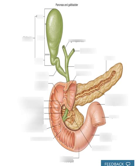 Pancreas Anatomy Model Diagram Quizlet