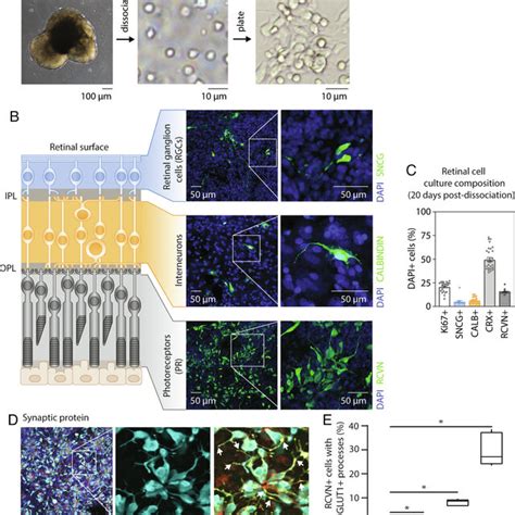 Monosynaptic Retrograde Rabies Virus Tracing Reveals New Synaptic