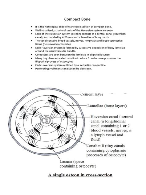 Compact Bone Pdf