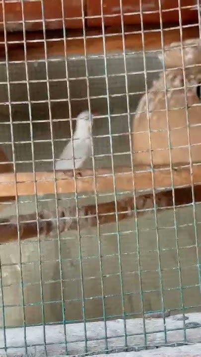 Java Small Setup ️viralviralvideotrendingytshortsshortsyoutube