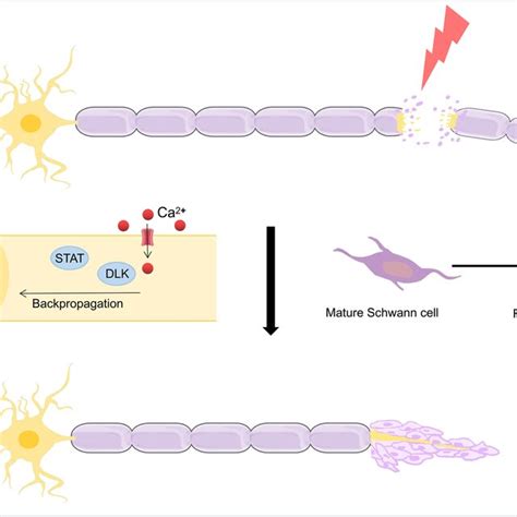 Multifunctional Tetrahedral Framework Nucleic Acids System Enhances
