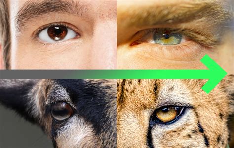 Hunter Eyes How To Get Them Naturally With Exercises Ach