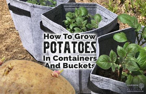 How To Grow Potatoes In Containers And Buckets Natures Gateway
