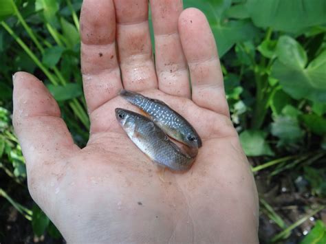 Mummichog Male And Female Savannah Nwr Brad Gloriosos Personal