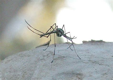 Predatory Mosquito Toxorhynchites Speciosus